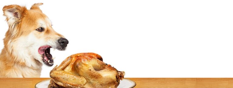 Can Dogs Eat Turkey? | All Kinds Veterinary Hospital